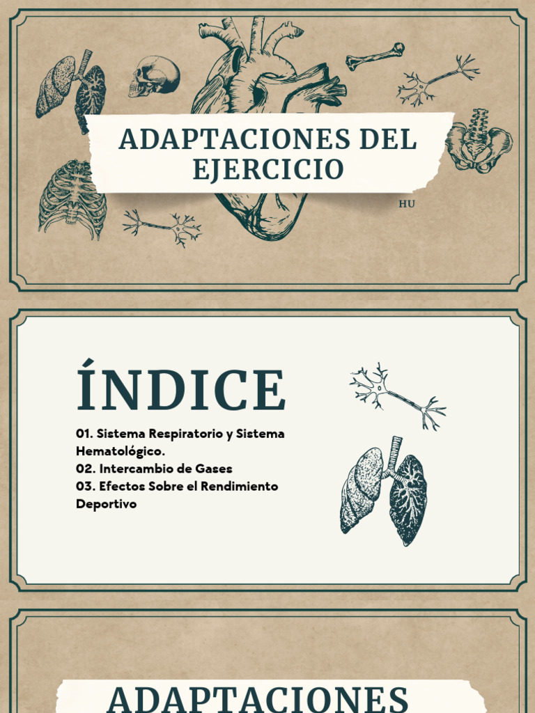 Adaptaciones Del Ejercicio. - Sistema Respiratorio y Sistema ...