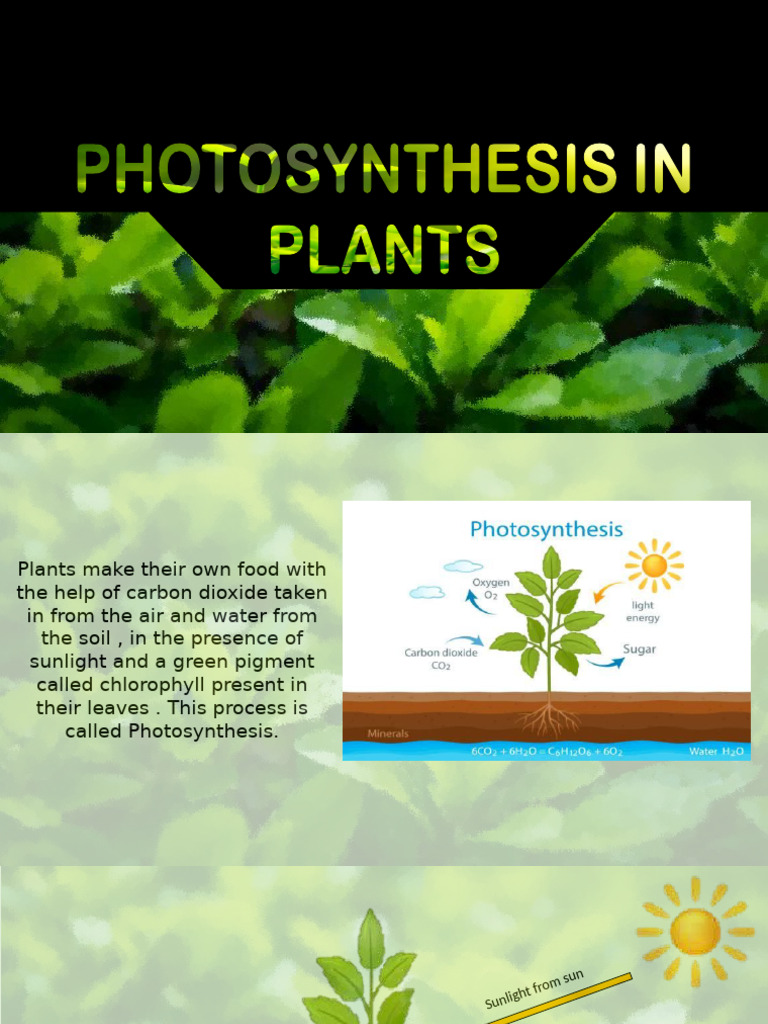 Photosynthesis in Plants | PDF