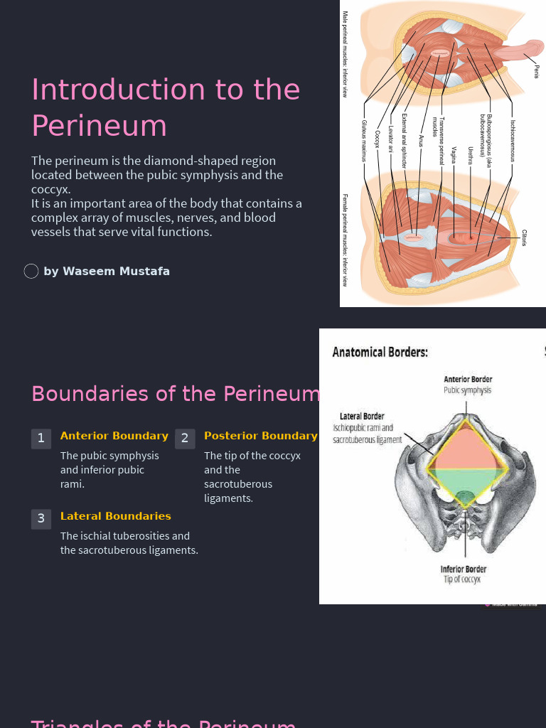 Understanding the Perineum Anatomy | PDF | Human Anatomy | Pelvis