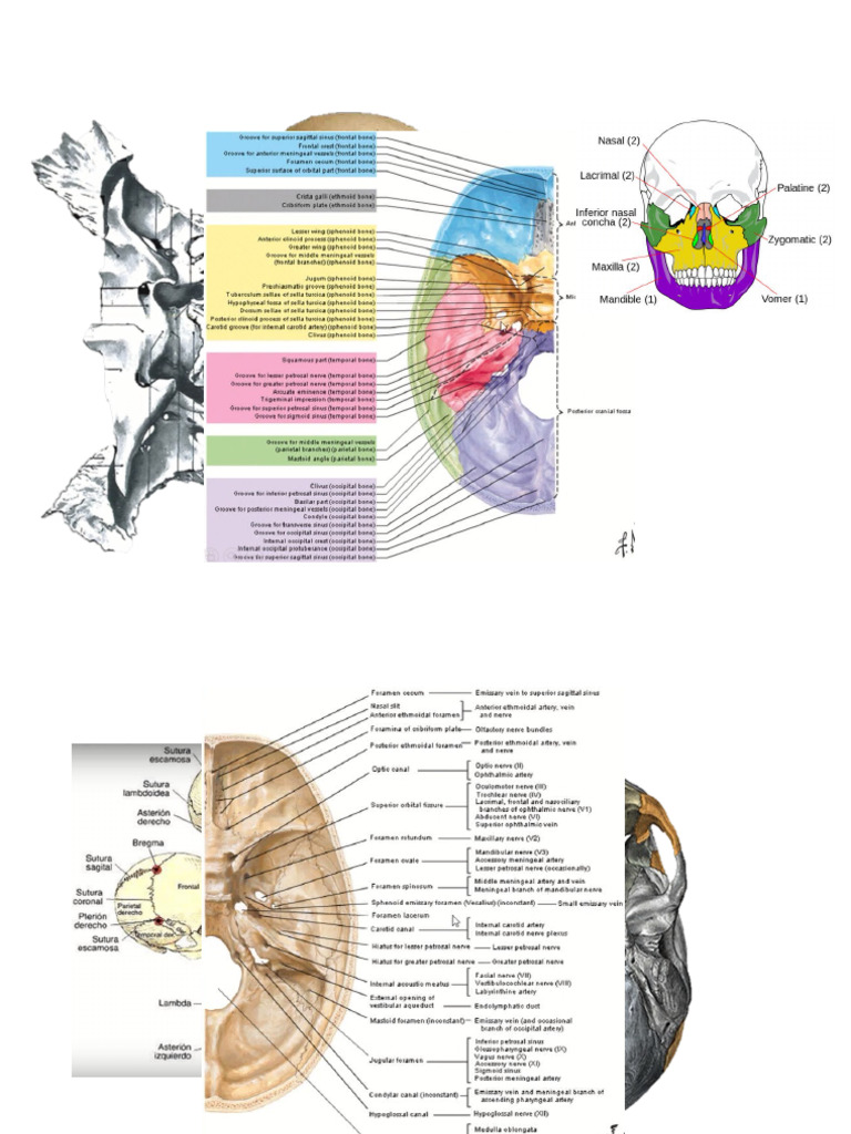 Huesos Cráneo | PDF
