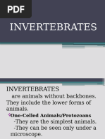 Invertebrate Classification Overview | PDF | Invertebrate | Biology