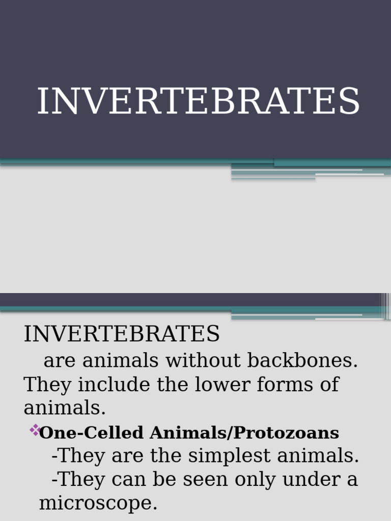 INVERTEBRATES | PDF | Mollusca | Invertebrate