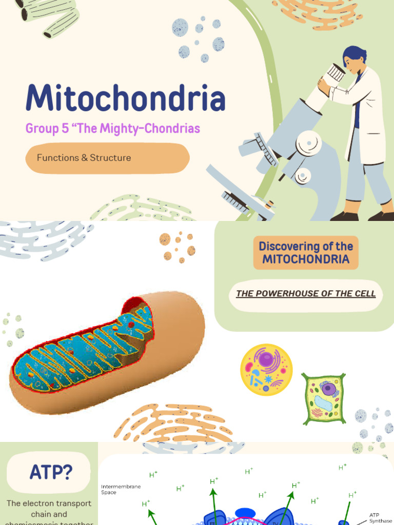 Mitochondria | PDF