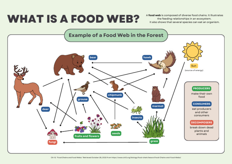 What Is A Food Web Science Poster in Light Brown White Lined Style ...