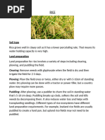 Monthly Rice Crop Calendar 2025 | PDF | Rice | Sowing