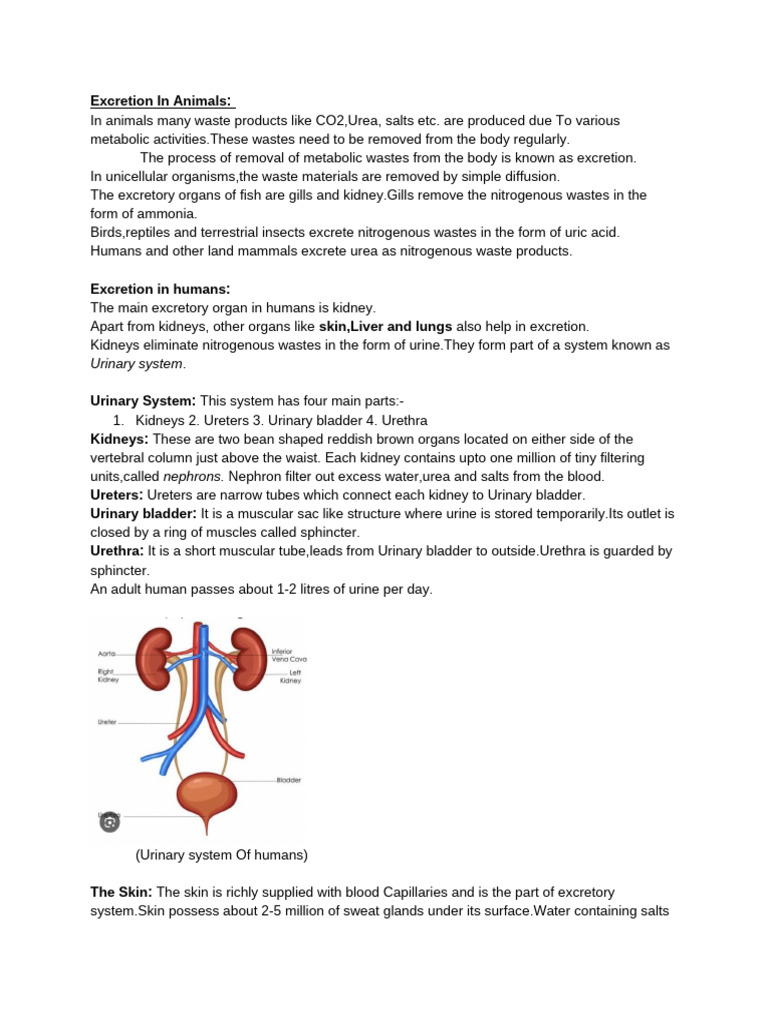 Excretion in Animalstype Question | PDF | Excretion | Urine