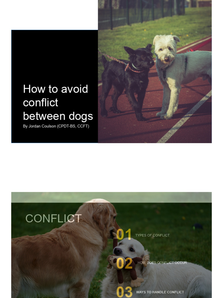 Conflict | PDF | Dog Training | Dogs