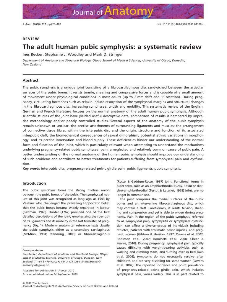 Anatomy of the Adult Pubic Symphysis | PDF | Pelvis | Abdomen
