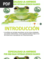 Rana Nodriza Niputidea (Allobates Niputidea) NaturaLista Colombia | PDF