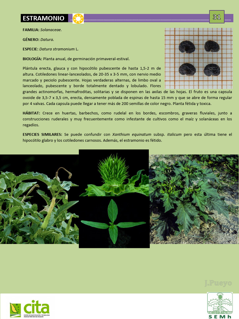 Características del Estramonio (Datura stramonium) | PDF | Hogar ...