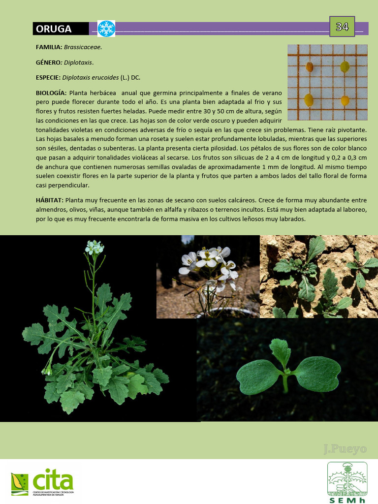 Oruga Diplotaxis erucoides: Características y Hábitat | PDF