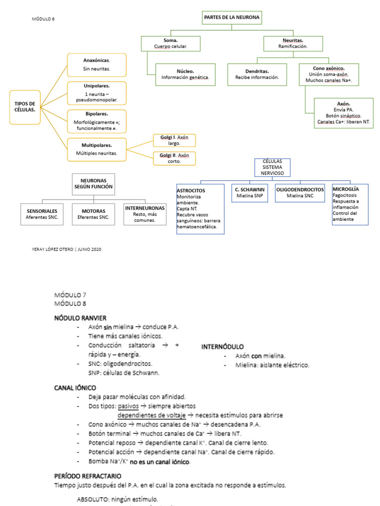 Esquemas Temas 6-9 | PDF | Axon | Potencial de acción