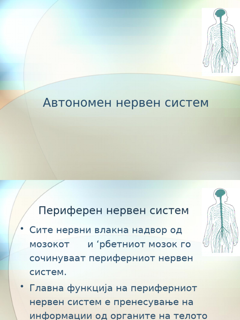 Avtonomen Nerven Sistem 4a | PDF