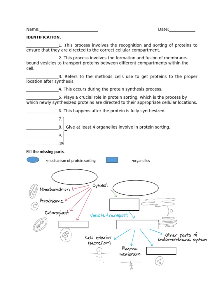 Protein Sorting Quiz With Answer Key | PDF