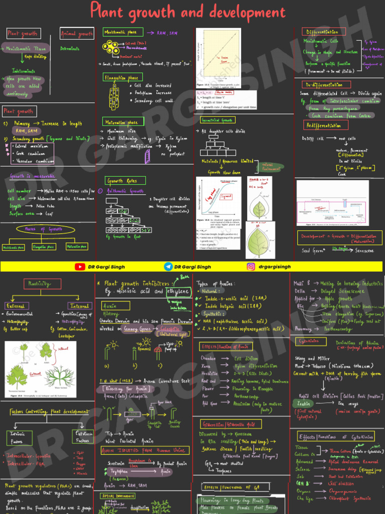 DR Gargi Singh - 2 Page Notes - Plant Growth and Development | PDF ...