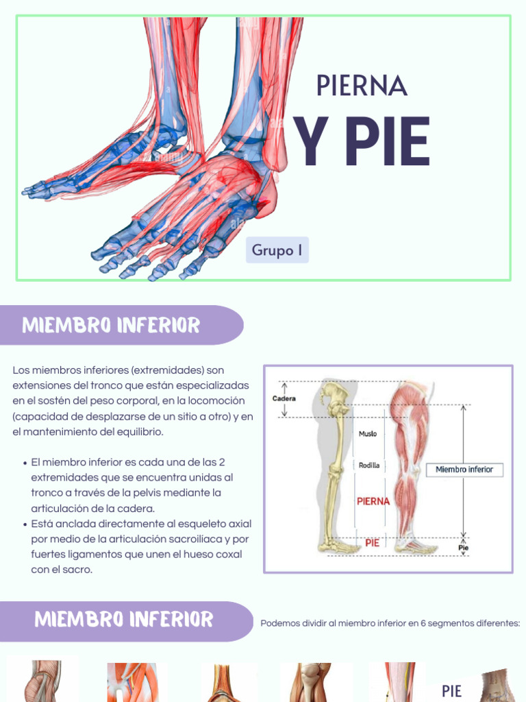 Pierna y Pie | PDF | Pie | Sistema esquelético