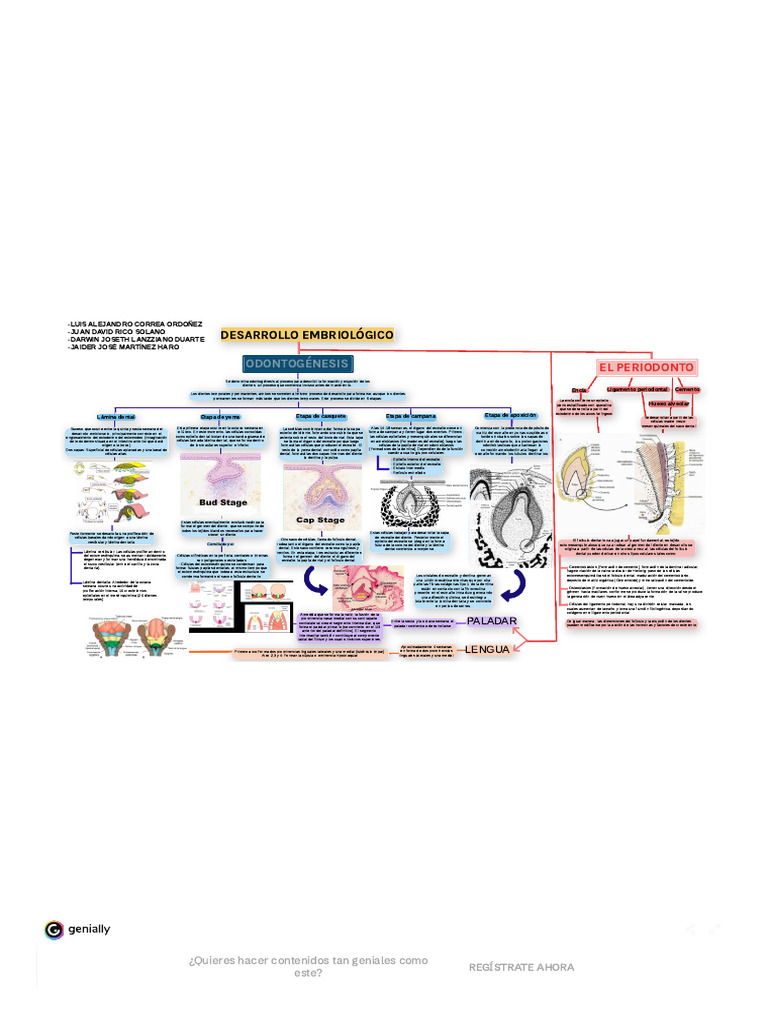 Odontogénesis | PDF | Diente | Anatomía