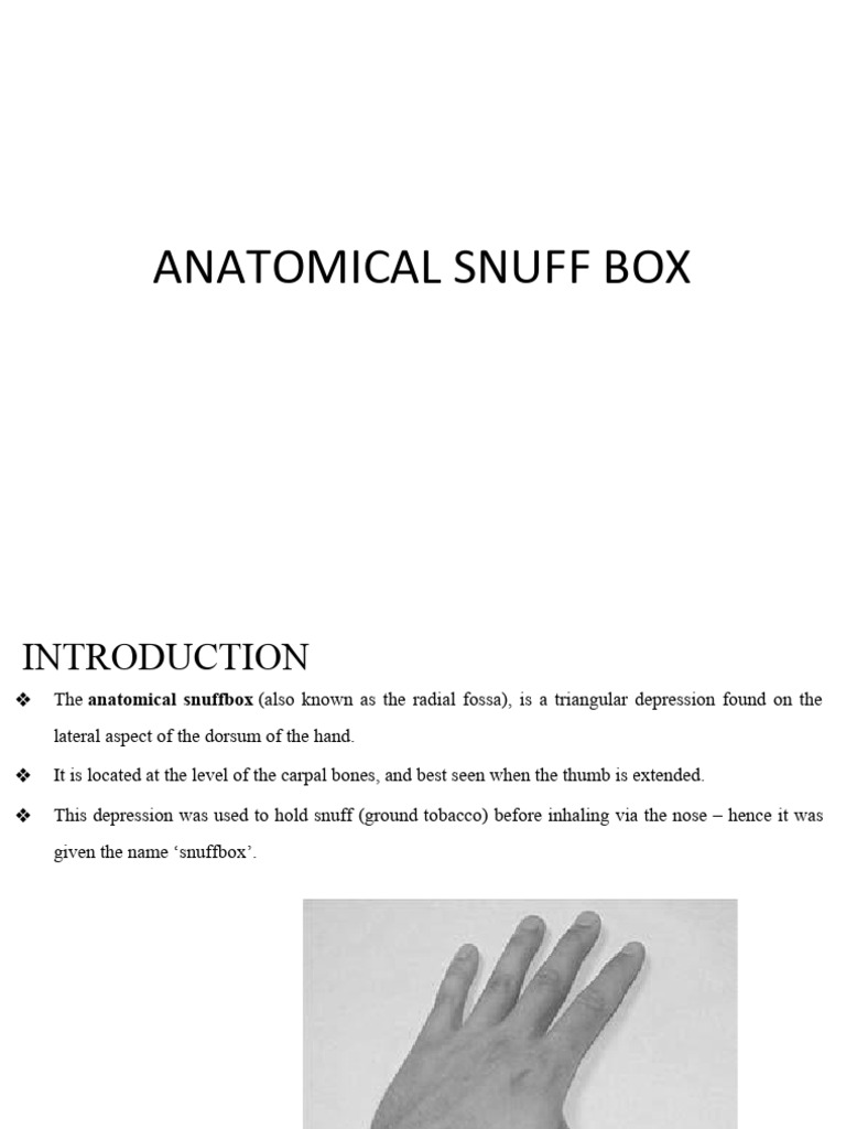 Anatomical Snuff Box | PDF