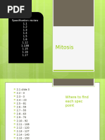 Mitosis Mover Activity Guide | PDF | Mitosis | Chromosome