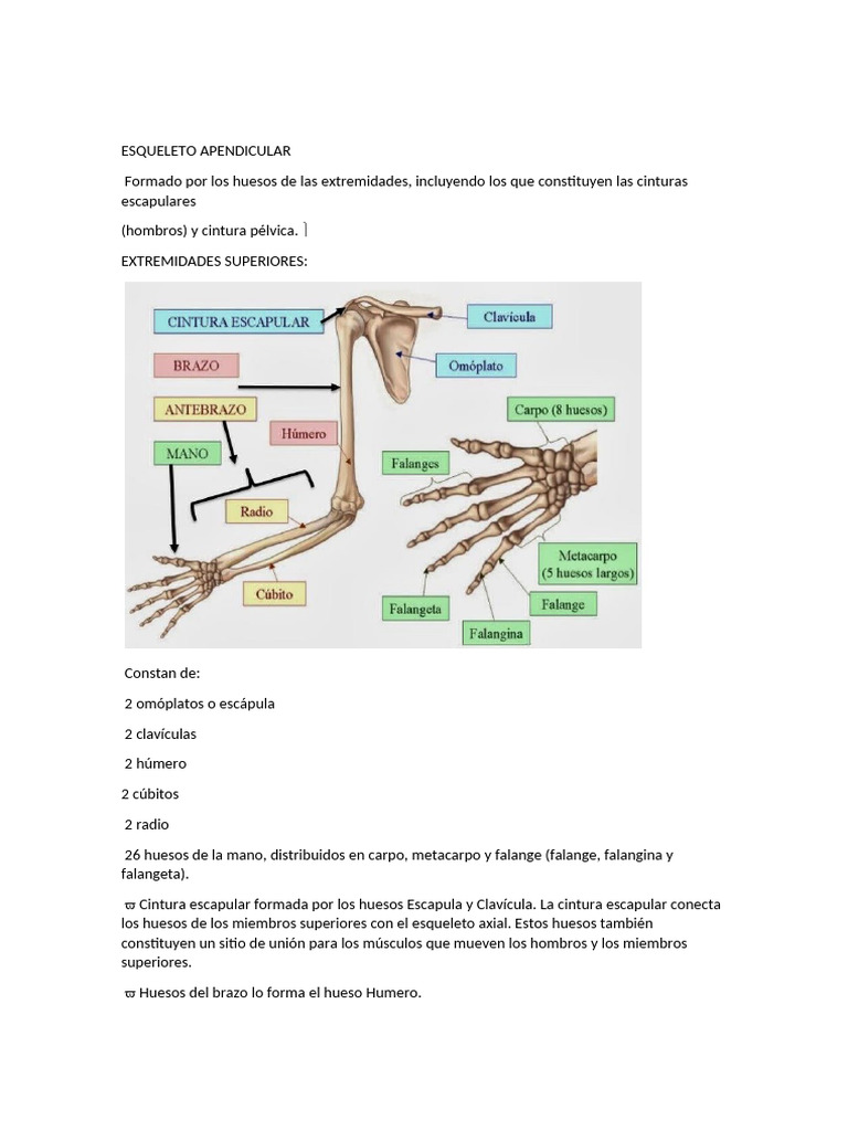 Anatomía del Esqueleto Apendicular | PDF | Mano | Pelvis