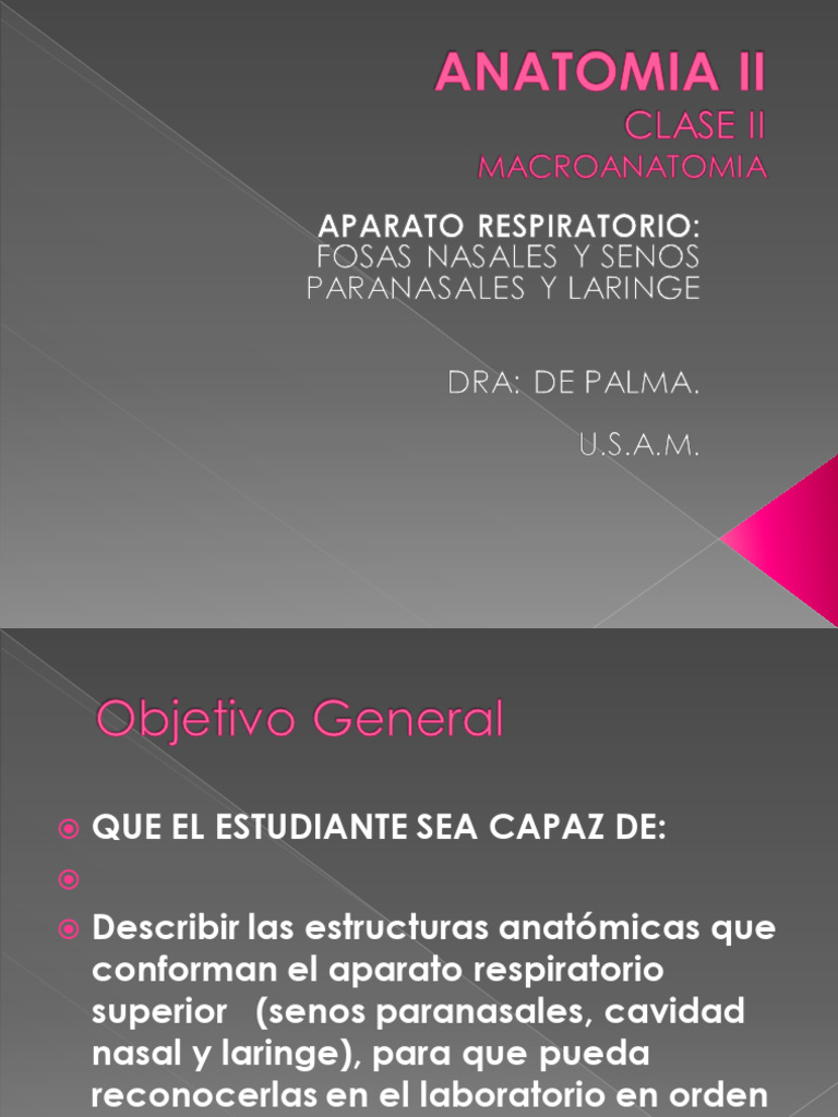 Anatomía del Aparato Respiratorio Superior | PDF | Sistema esquelético ...