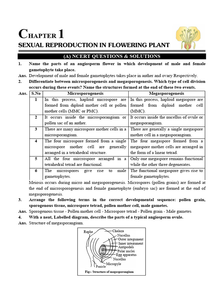 Class 12 Cbse Biology Notes | PDF | Flowers | Pollen