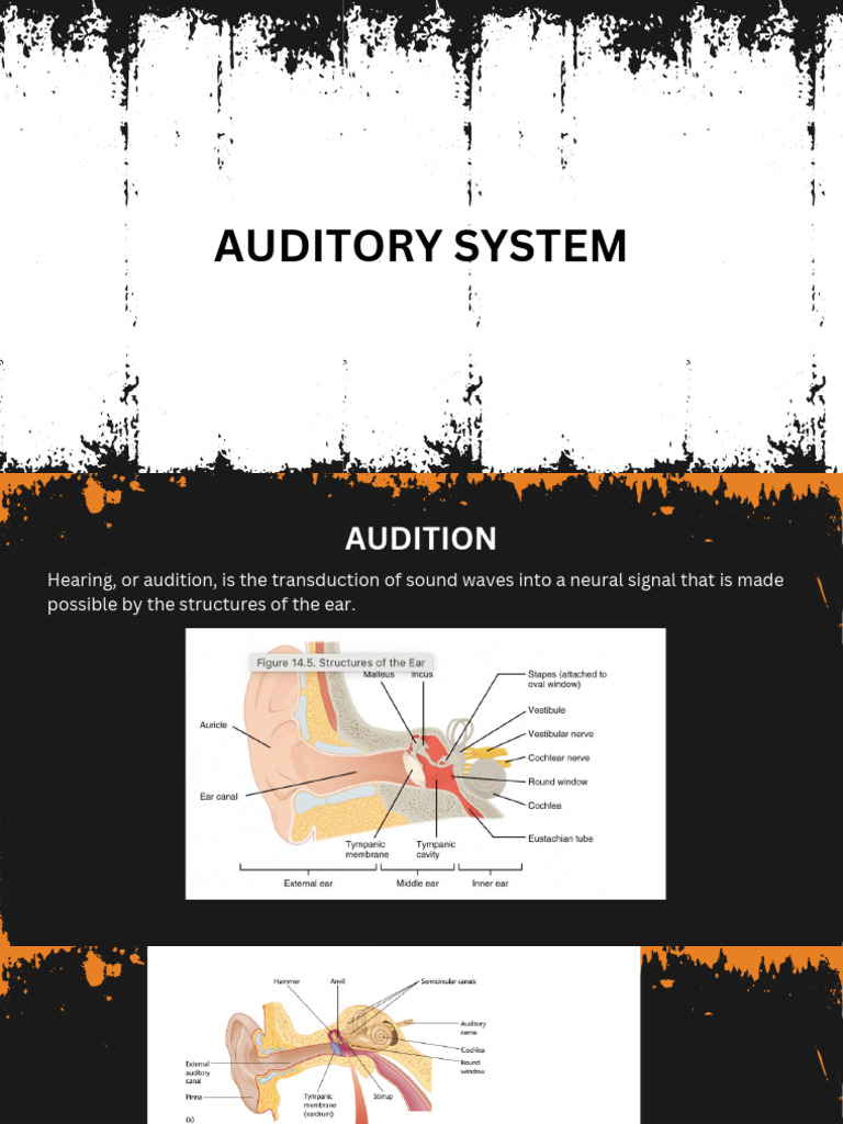 Auditory System | PDF | Foreign Language Studies | Science & Mathematics