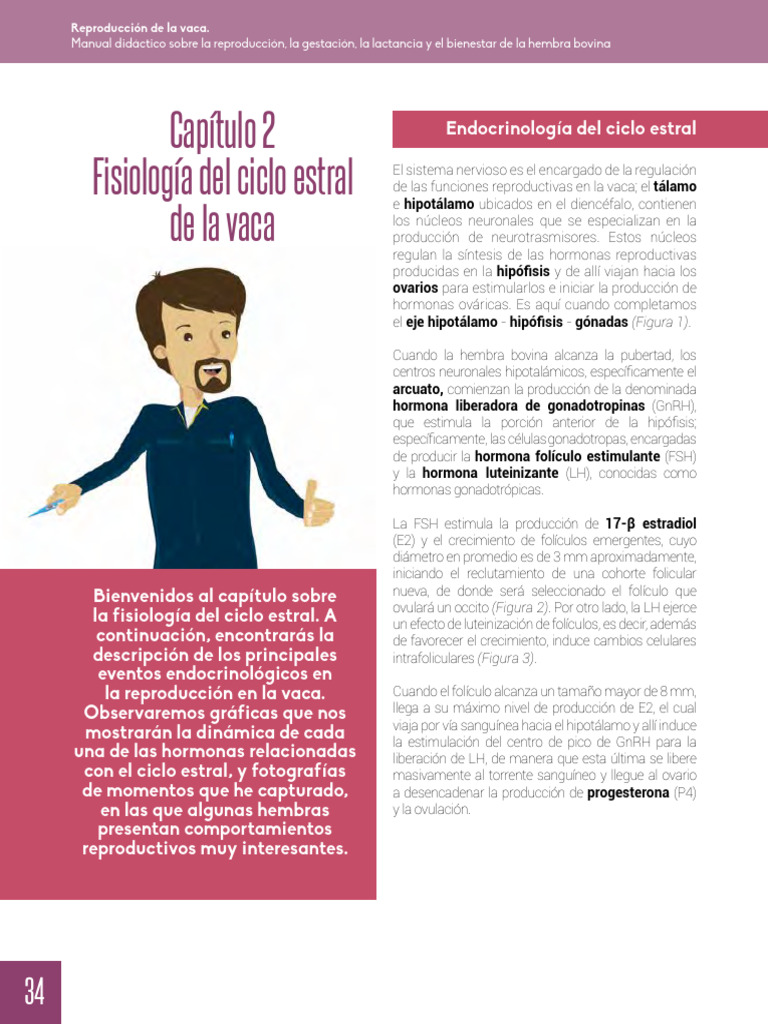 Capítulo 2 Fisiología Del Ciclo Estral de La Vaca | PDF | Hormona luteinizante | Ovario