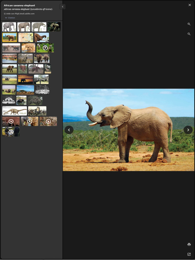 Scientific Name of Elephants Explained | PDF | Elephant | Tooth