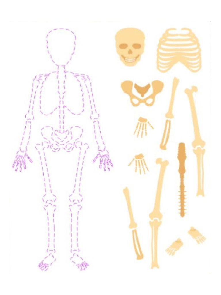 Skeleton | PDF