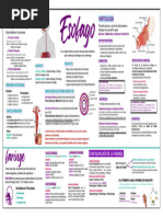 ESÒFAGO (Anatomía, Embriología, Histología y Fisiología) | PDF ...