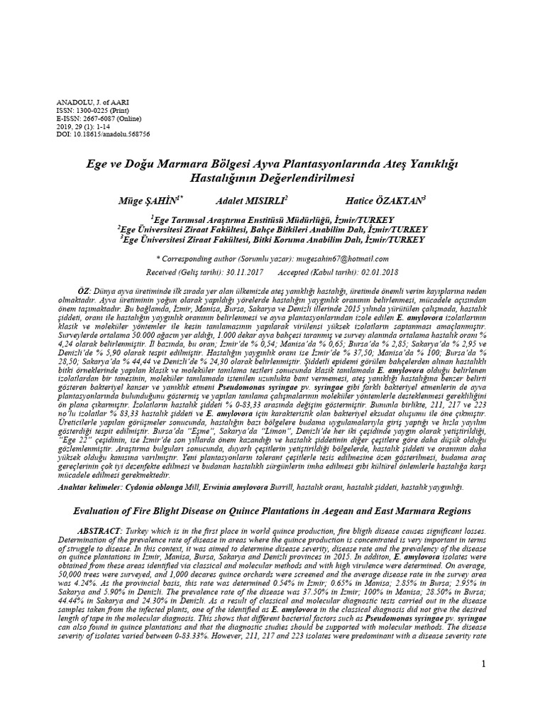 Ayvalarda Ateş Yanıklığı Prof DR Hatice Özaktan Ege Üni Makalesi | PDF