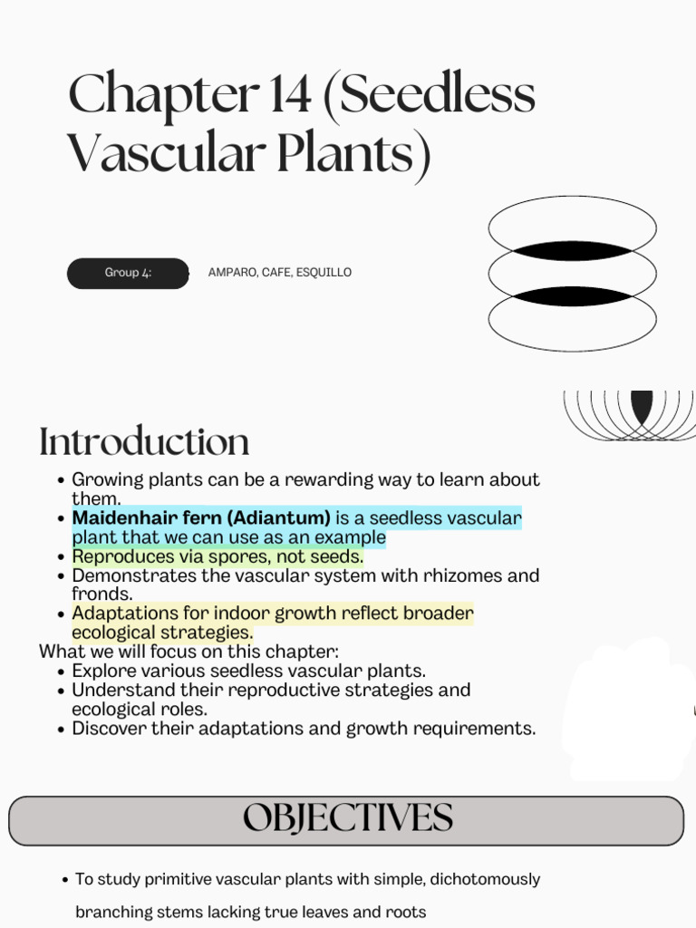 Group 4 - Seedless Vascular Plants - Pdf.edited | PDF | Fern | Spore