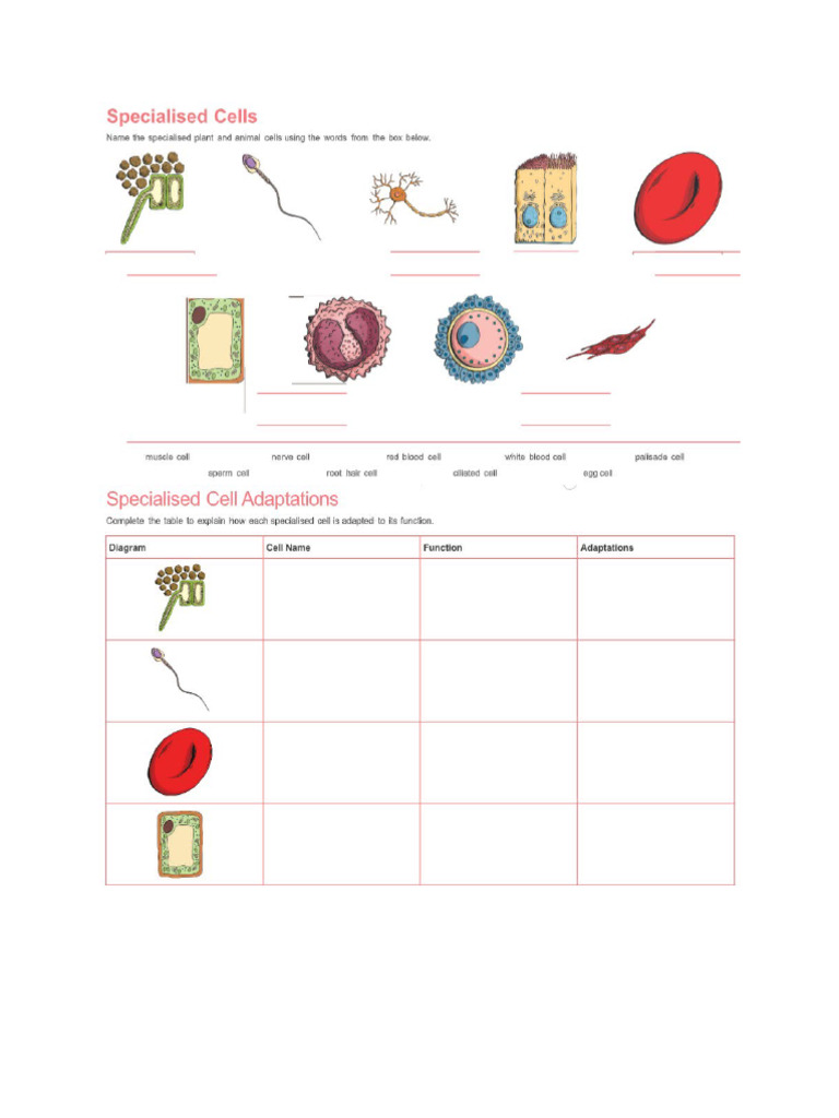 Cell Structure and Function | PDF
