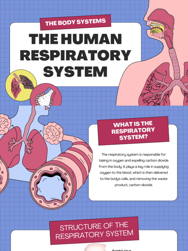 The Respiratory System Educational Presentation in Blue, Yellow, and ...