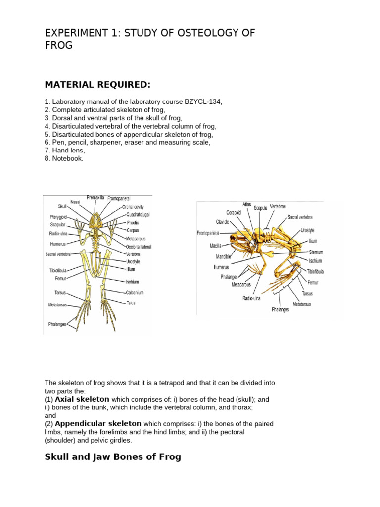 BZYCL 134 Exp 1 Skeleton of Frog | PDF | Vertebra | Skull