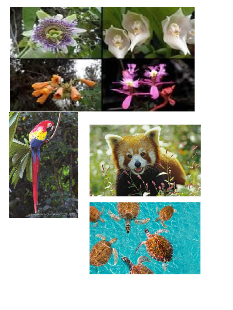 Flora y Fauna | PDF