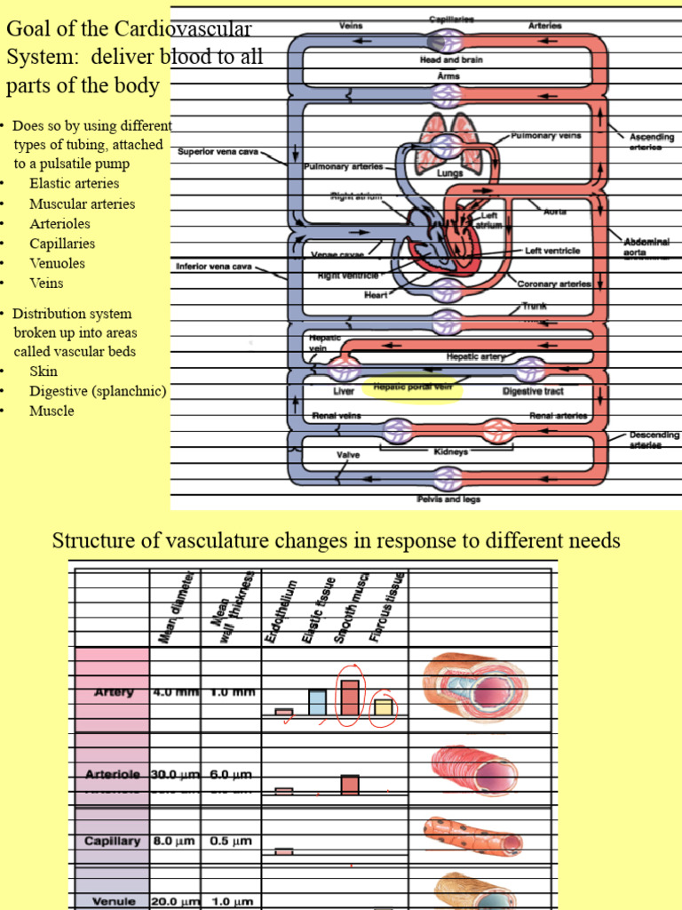 Blood Pressure 2 Pdf Blood Pressure Blood Vessel