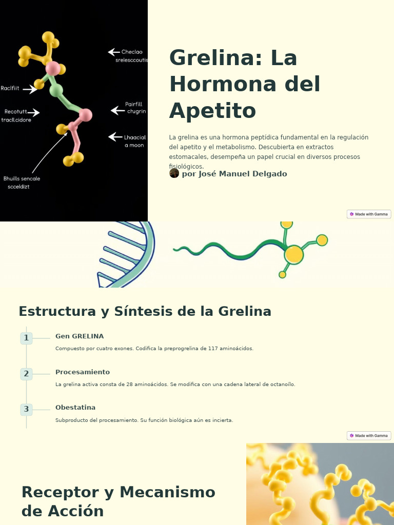 Grelina La Hormona Del Apetito | PDF
