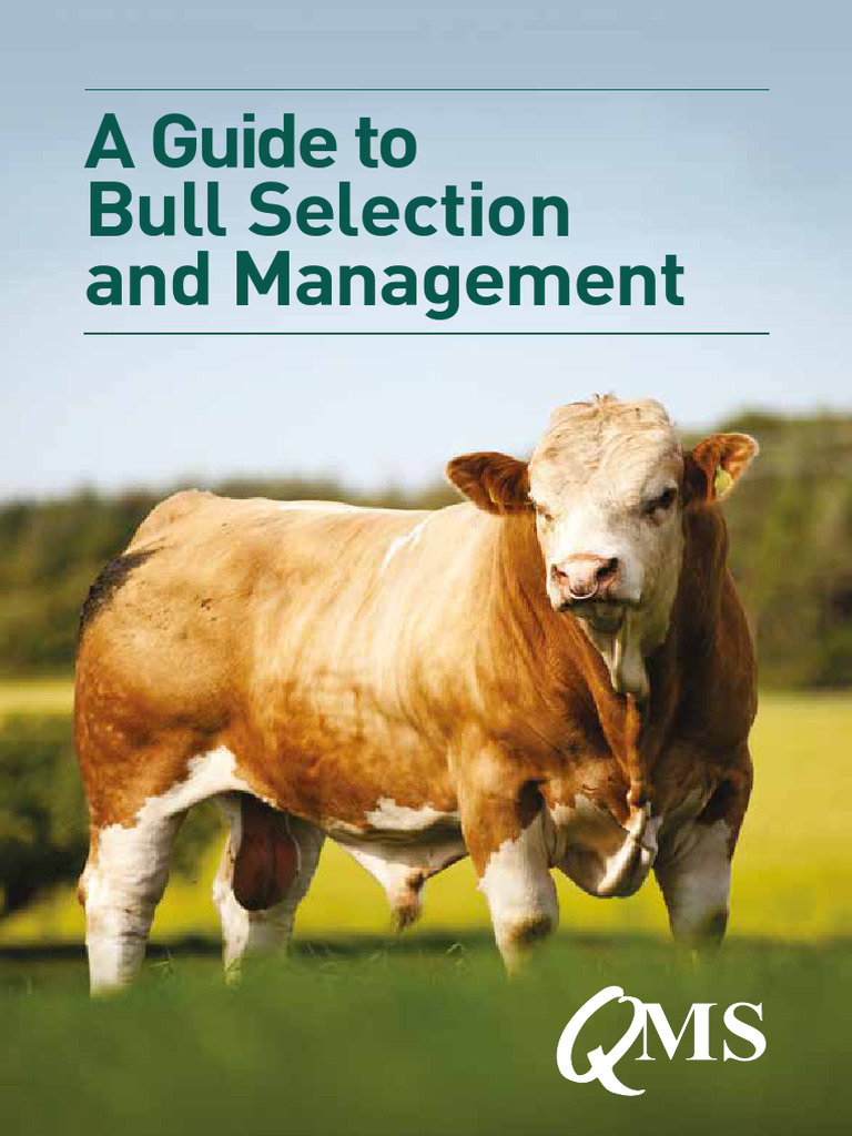 A Guide To Bull Selection and Management | PDF | Cattle | Bull
