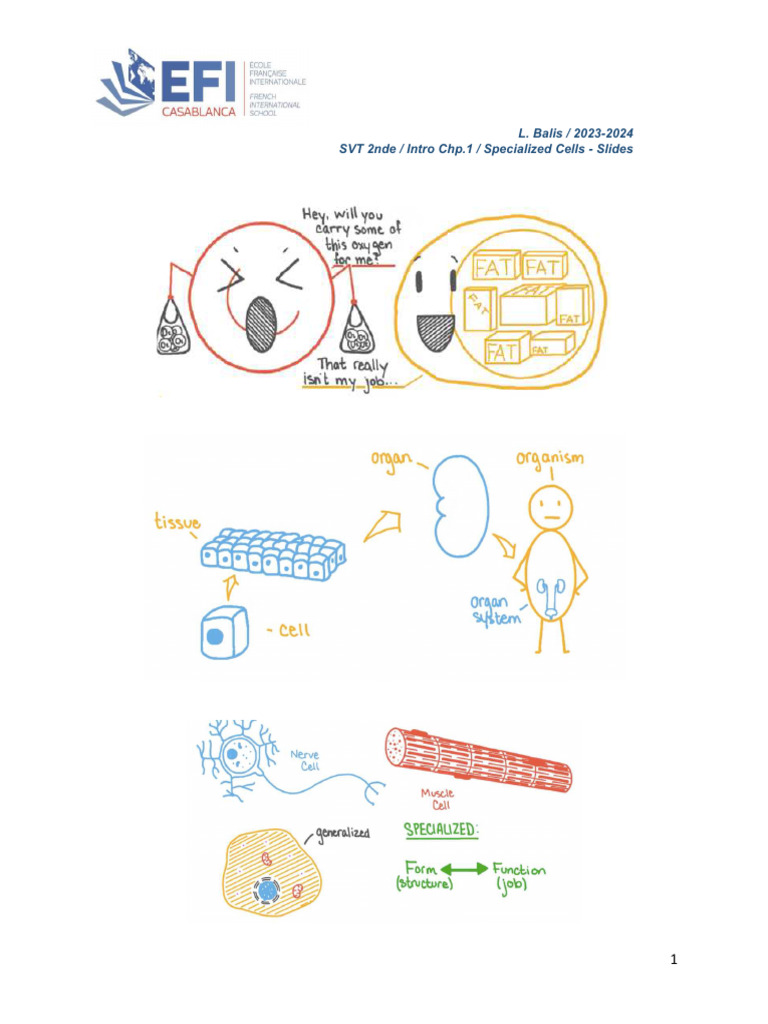 Specialized Cells Overview Slides | PDF