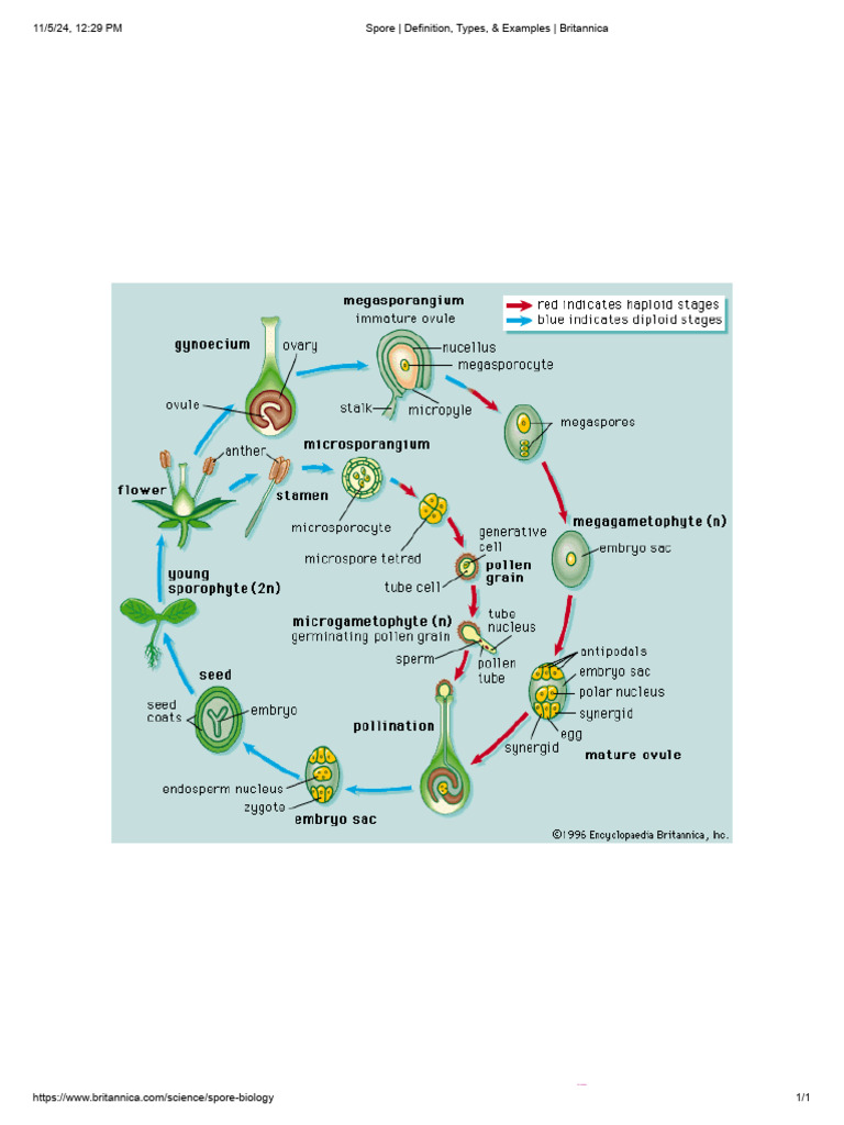 Spore - Definition, Types, & Examples - Britannica | PDF