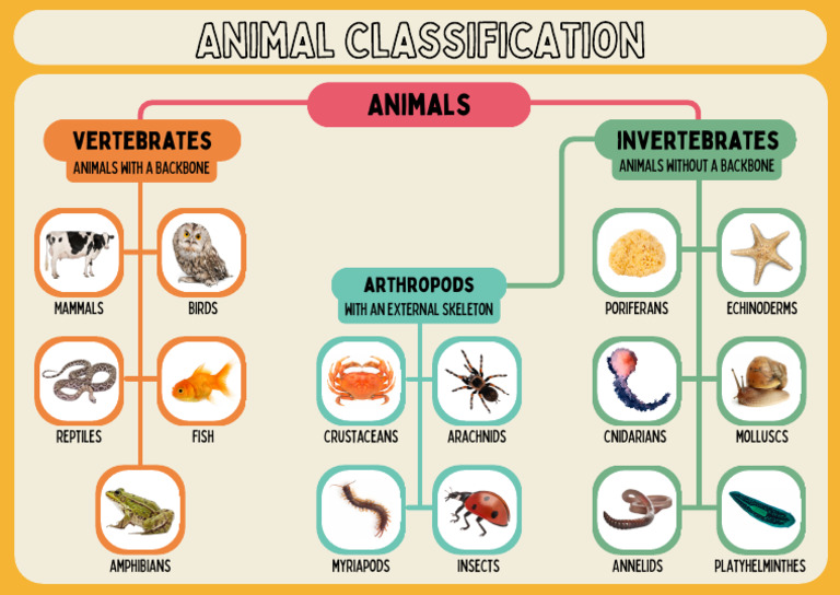 Vertebrates and Invertebrates Classification Classroom Display Poster ...