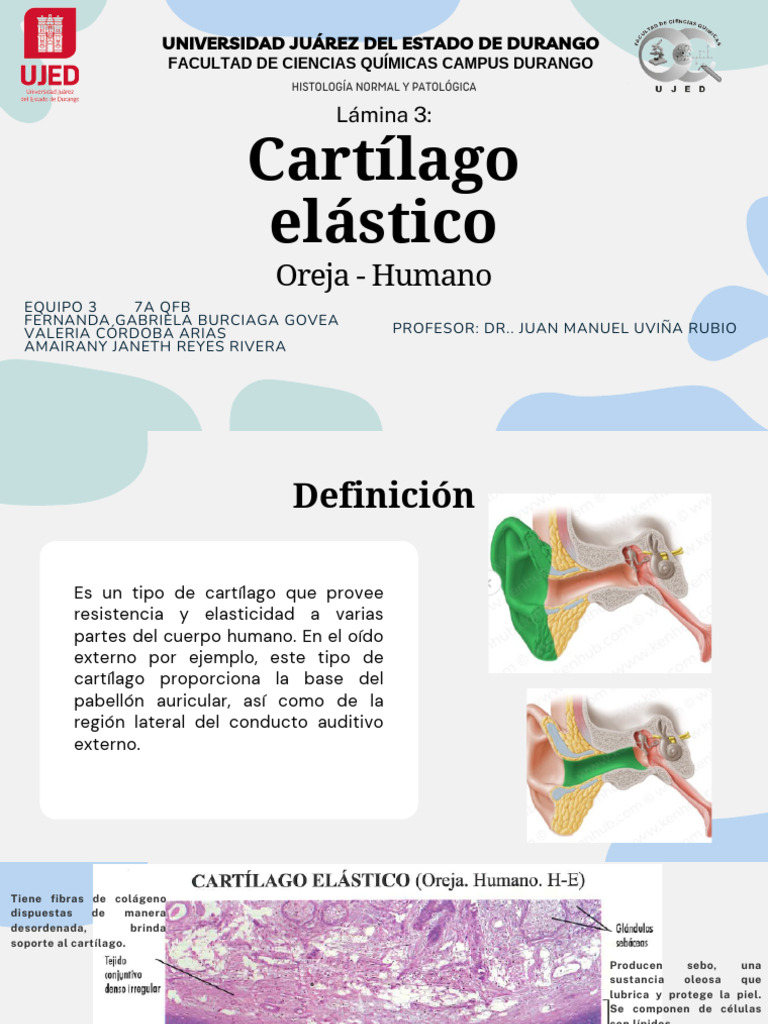 Dibujo del Cartílago Elástico en Oreja | PDF | Cartílago | La matriz ...