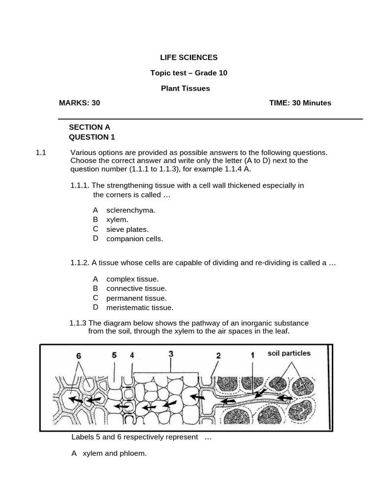 Grade 10 Plant Tissues Test | PDF | Tissue (Biology) | Plant Physiology
