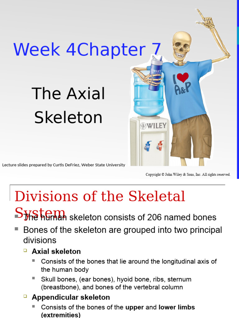 HAP101 CH 7 Bone II - Tagged | PDF | Vertebral Column | Skull