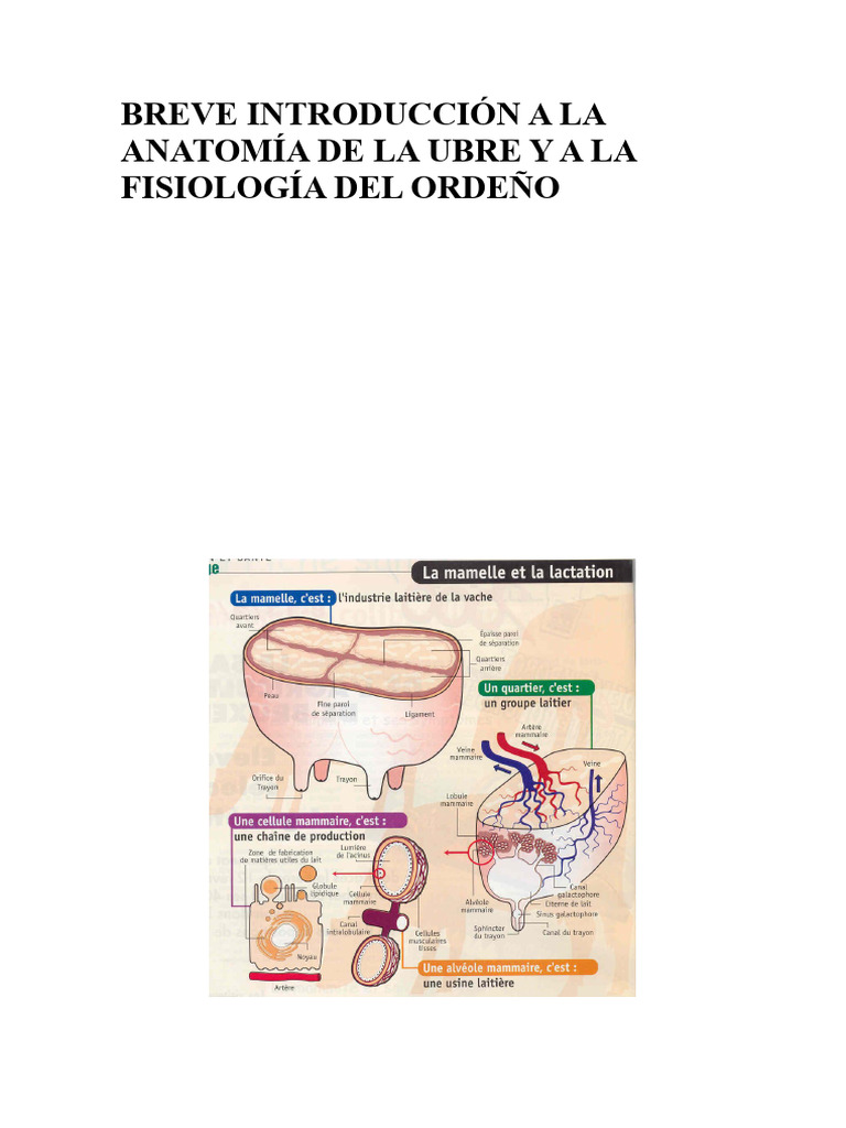Anatomía y Fisiología de la Ubre Bovina | PDF | Leche | Pecho