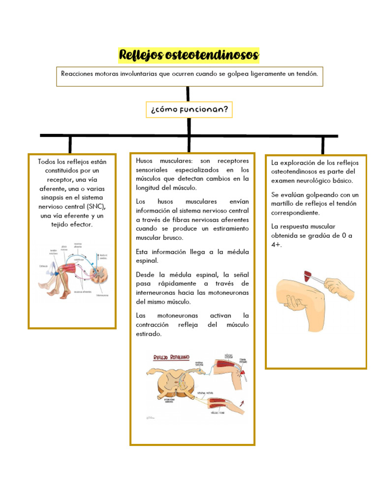 Reflejos Osteotendinosos: Evaluación y Función | PDF