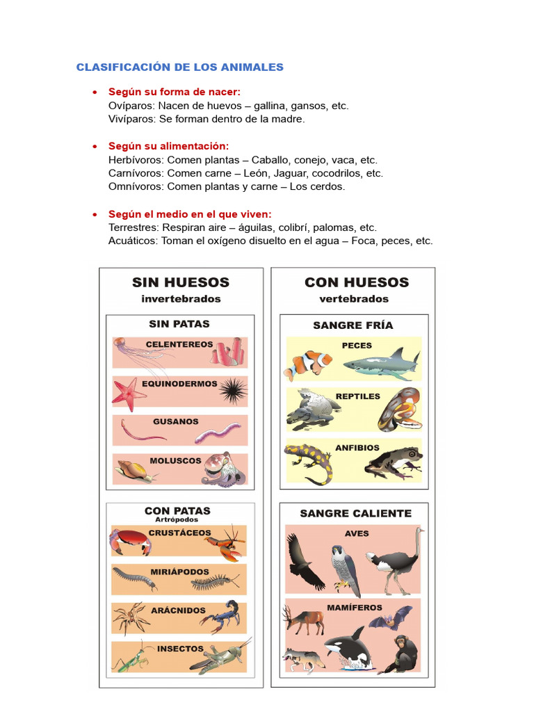 Clasificación de Los Animales | PDF | Organismos | Naturaleza