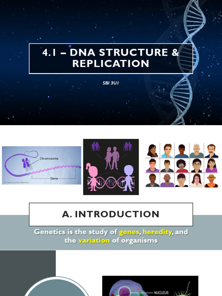 4.1 Slideshow - DNA Structure & Replication | PDF | Mitosis | Nucleotides